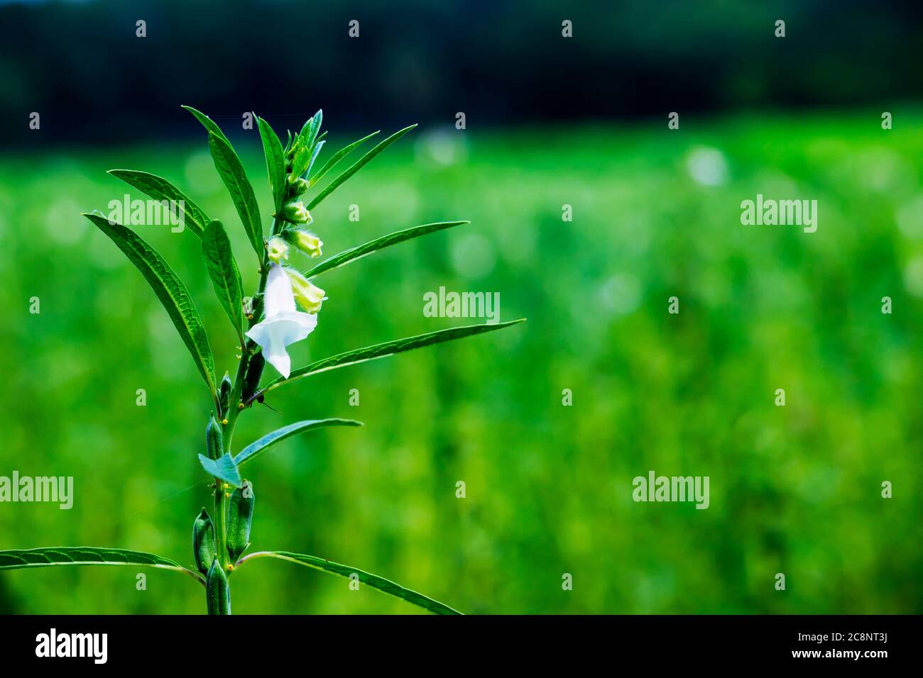 Sesame natural hi-res stock photography and images - Alamy
