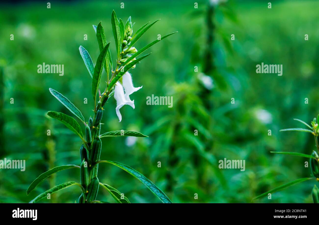 The sesame tree with nice flower Stock Photo - Alamy