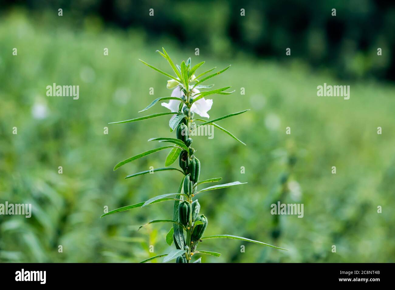 The sesame tree with nice flower Stock Photo - Alamy