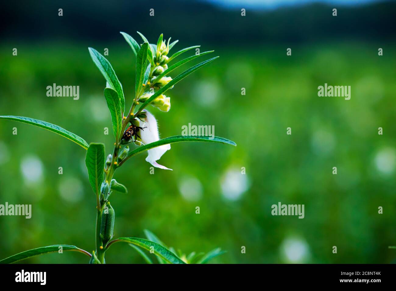 The sesame tree with nice flower Stock Photo - Alamy