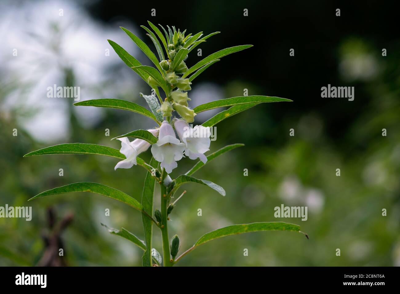 The sesame tree with nice flower Stock Photo - Alamy