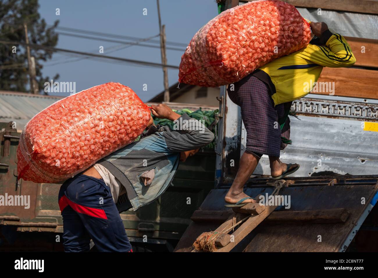 Men carrying heavy sacks of garlic onions up wooden ladder. Typical ...