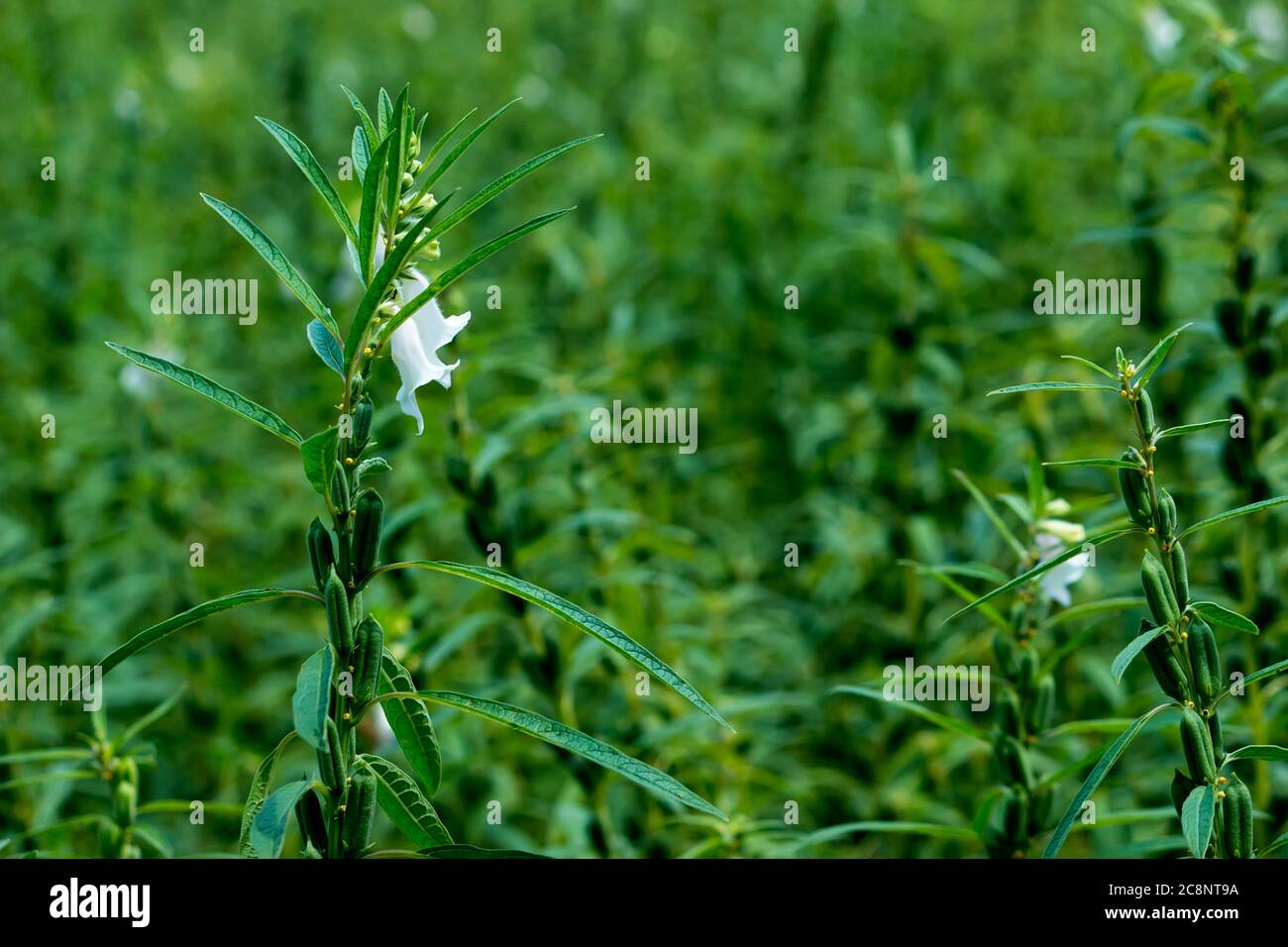 The sesame tree with nice flower Stock Photo - Alamy