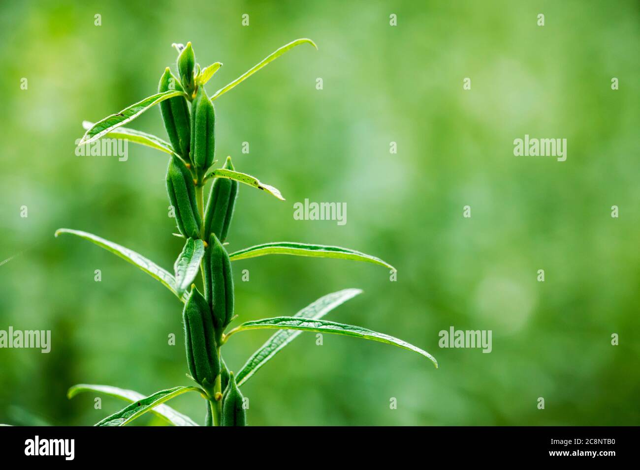 The sesame tree with nice flower Stock Photo - Alamy