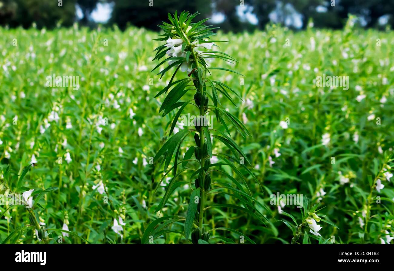 The sesame tree with nice flower Stock Photo - Alamy