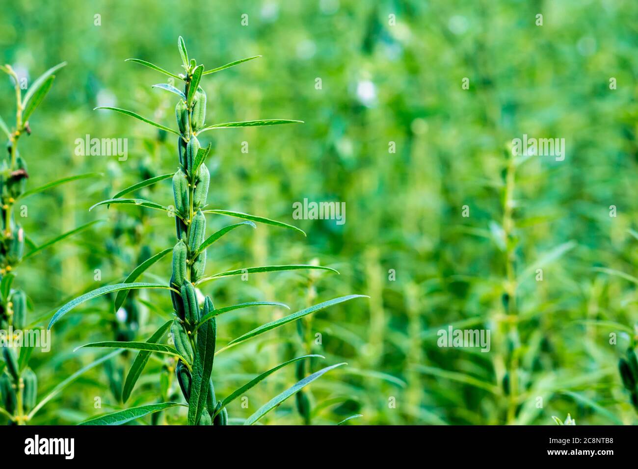 The sesame tree with nice flower Stock Photo - Alamy