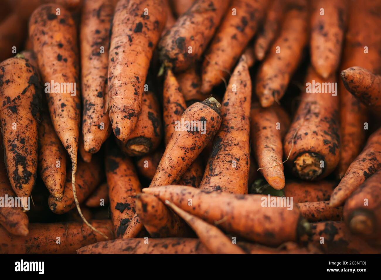 Carrot earth hi-res stock photography and images - Alamy