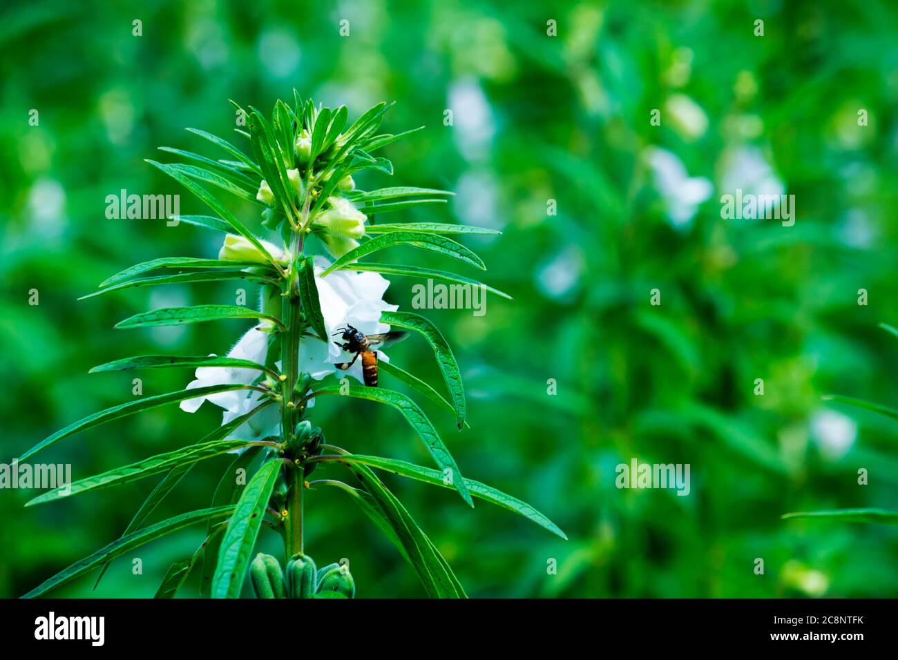 The sesame tree with honey bee Stock Photo - Alamy