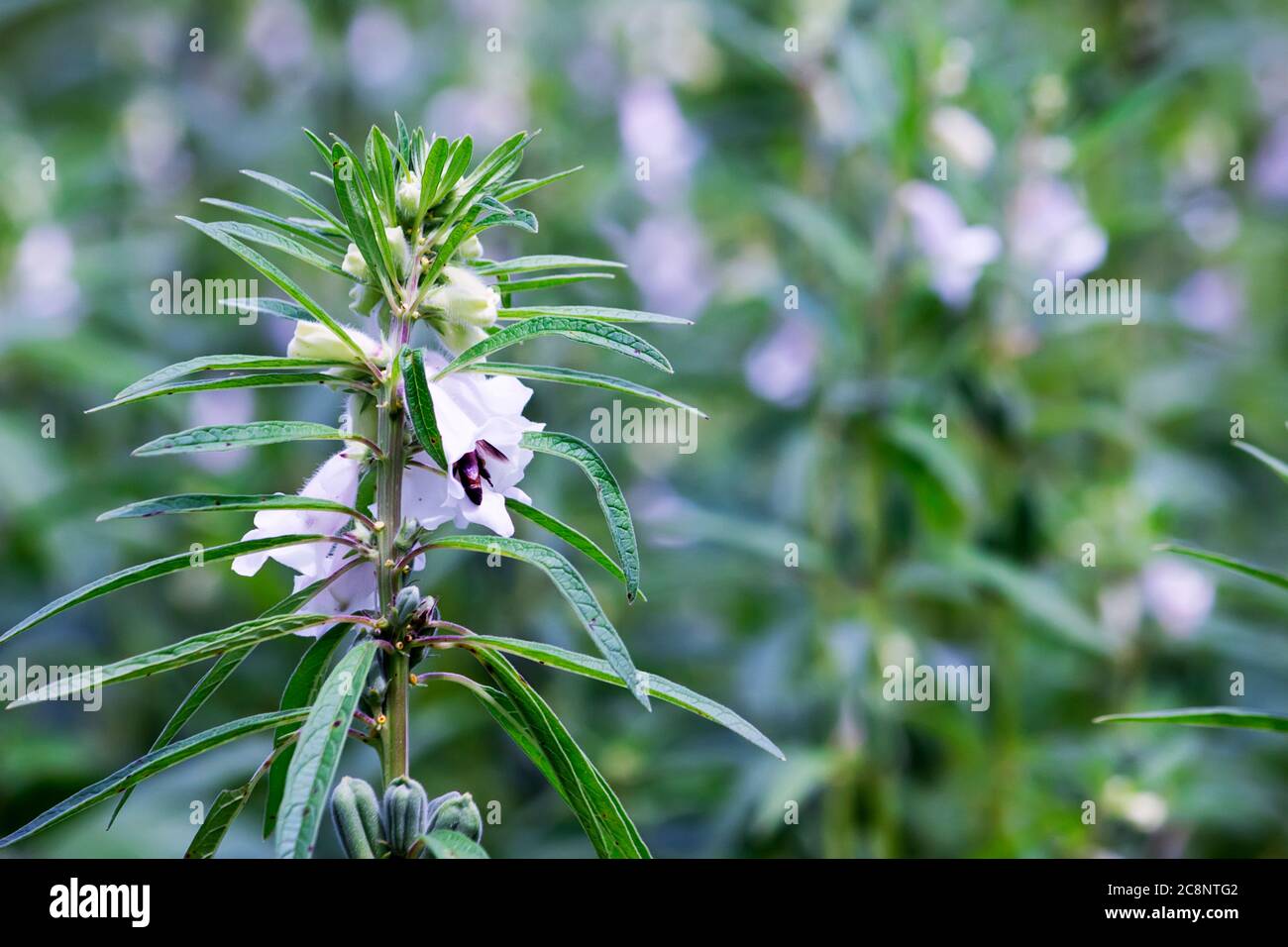 The sesame tree with honey bee Stock Photo - Alamy