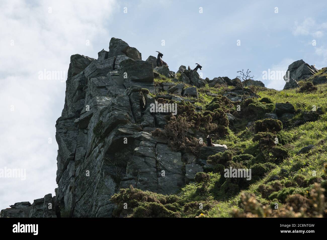 Feral goats at Valley of Rocks cliff coastal path near Lynton Devon UK ...