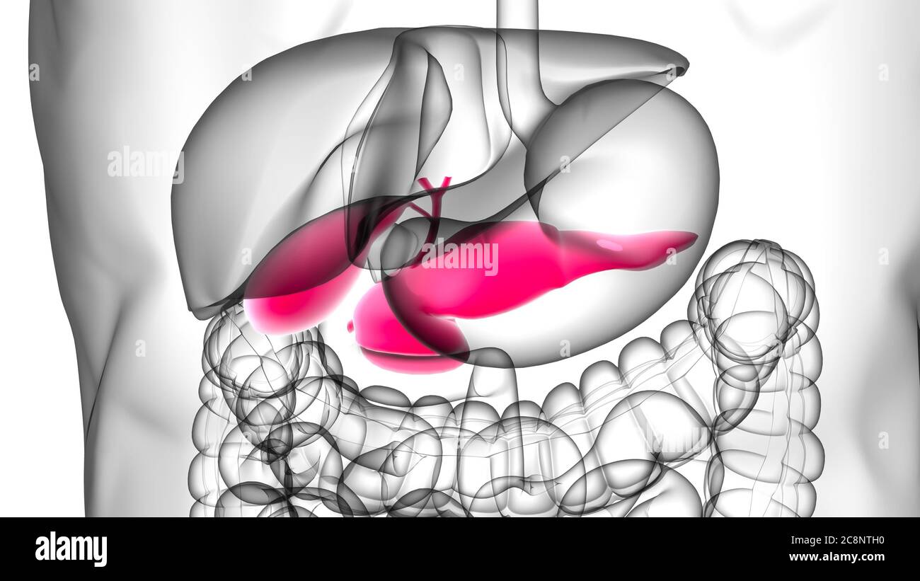 Gall Bladder Human Digestive System Anatomy For Medical Concept 3D ...