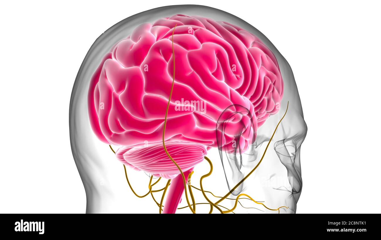 Human Brain Anatomy For Medical Concept 3D Illustration Stock Photo - Alamy