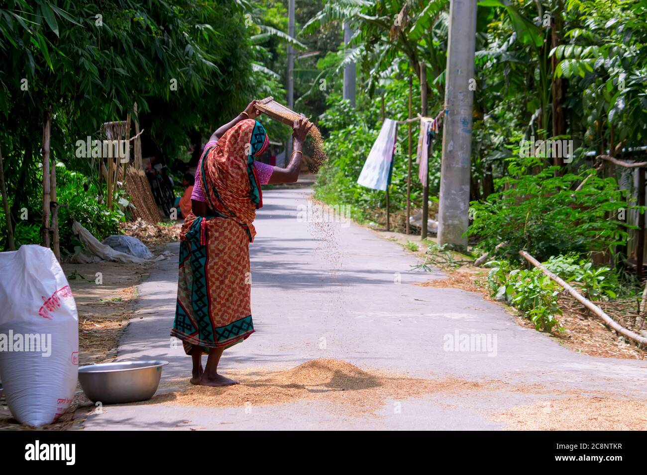 traditional farmer harvesting rice. The farmer standing and sifting ...