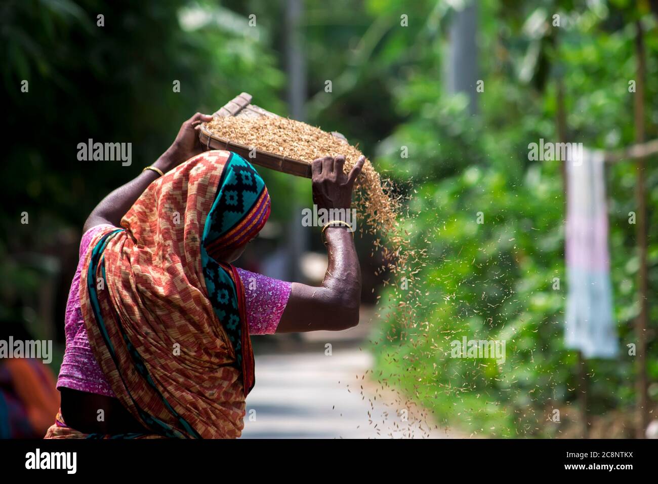 traditional farmer harvesting rice. The farmer standing and sifting ...