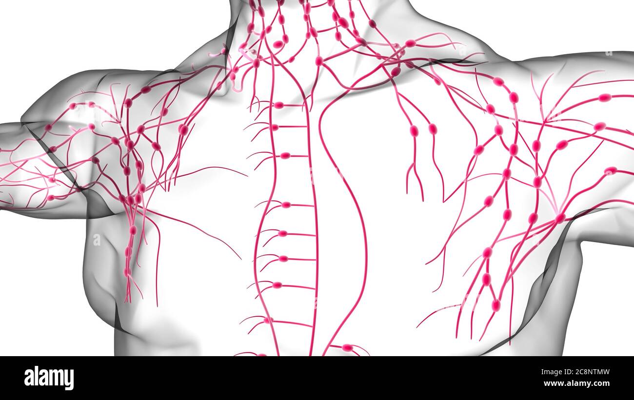 Human Lymph Nodes Anatomy For Medical Concept 3D Illustration Stock ...