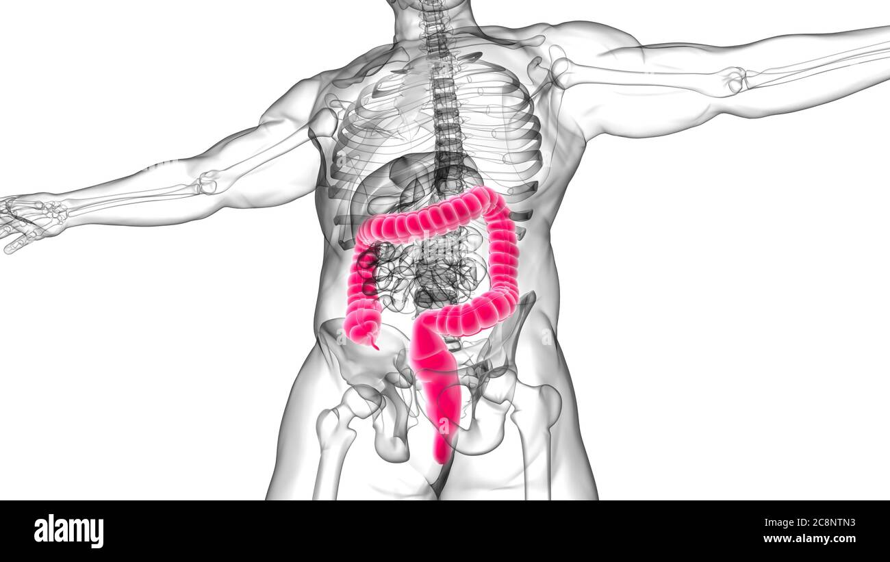 Large Intestine 3D Illustration Human Digestive System Anatomy For ...