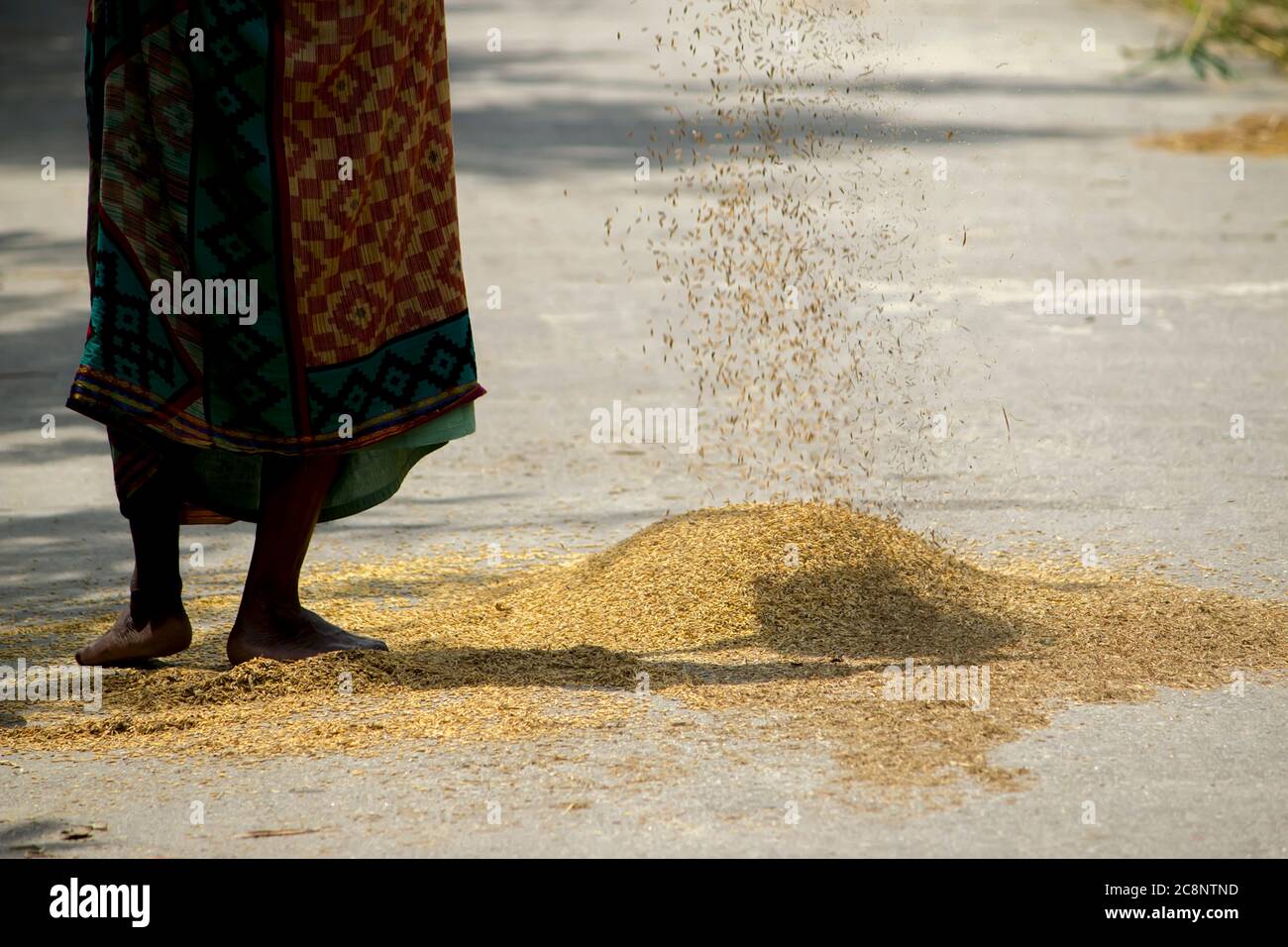 traditional farmer harvesting rice. The farmer standing and sifting ...