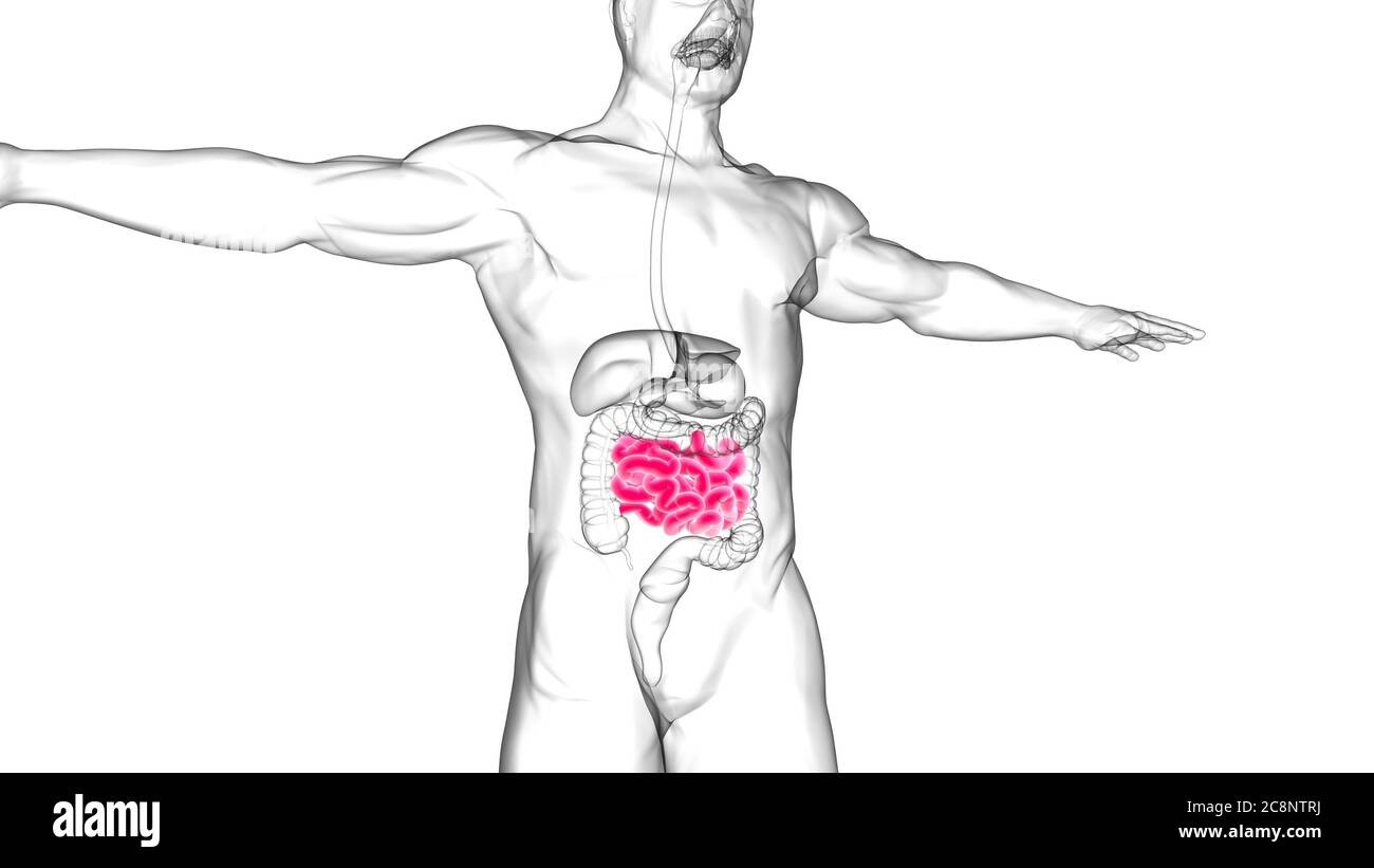 Small Intestine 3D Illustration Human Digestive System Anatomy For ...