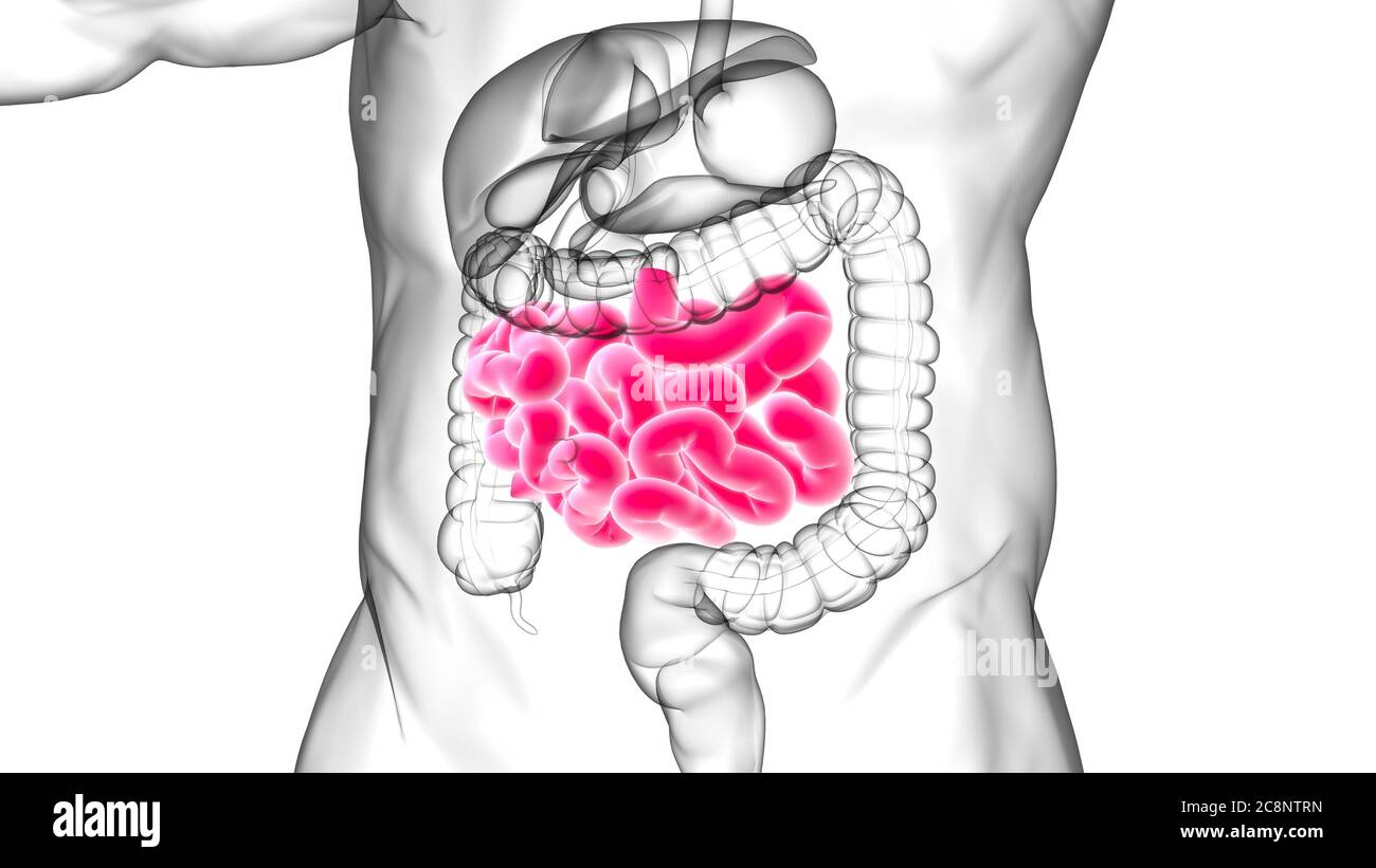 Small Intestine 3D Illustration Human Digestive System Anatomy For ...