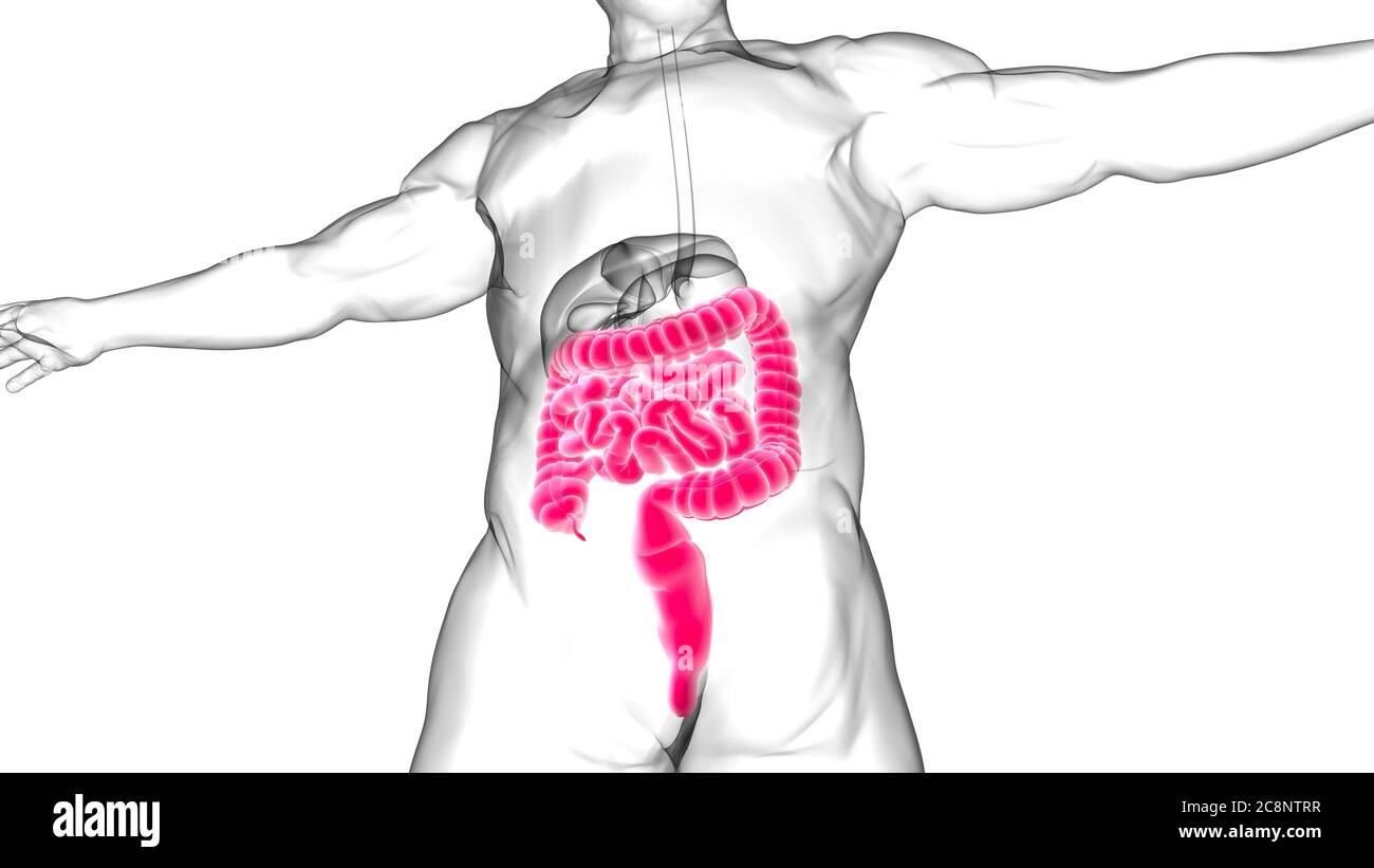 Small and Large Intestine 3D Illustration Human Digestive System ...