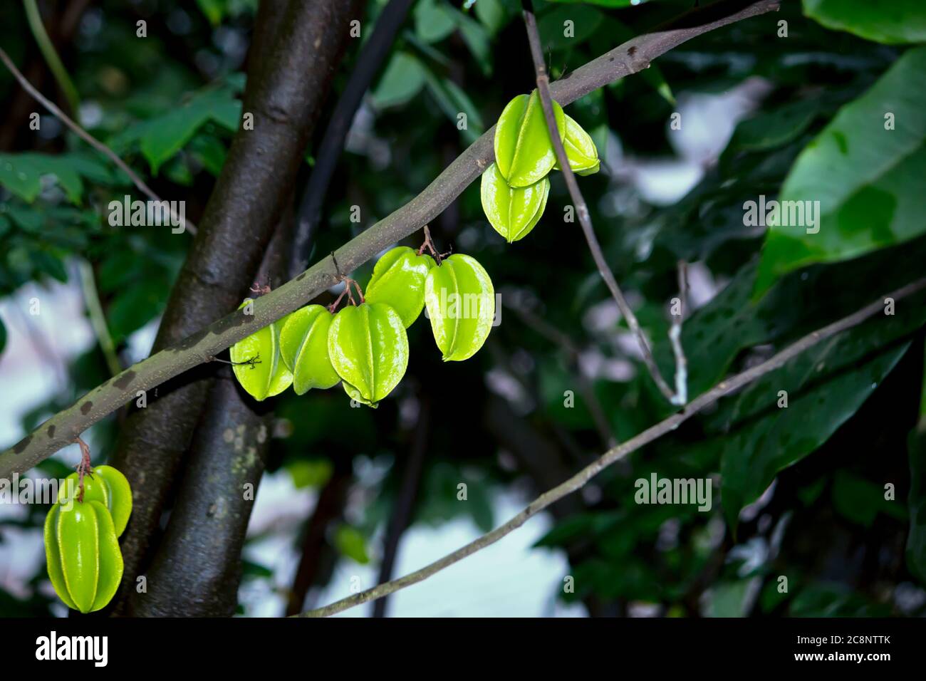 Star apple tree hi-res stock photography and images - Alamy