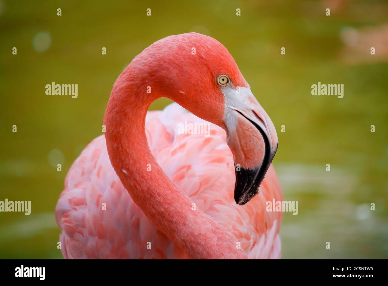 Flamingo body neck pink feathers hi-res stock photography and images ...