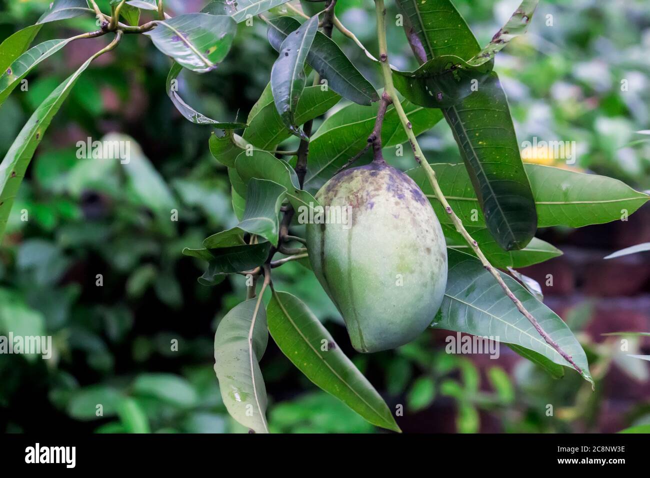 Green mango hanging on the tree Stock Photo - Alamy