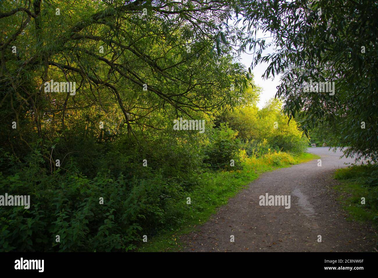 Trees reflections, open spaces, parkland, forest, woodland, local ...