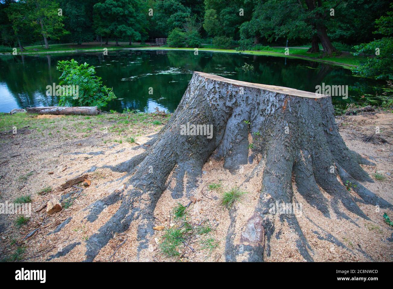 Felled beech tree, trees, Dismantle Copper Beech, mature beech trees ...