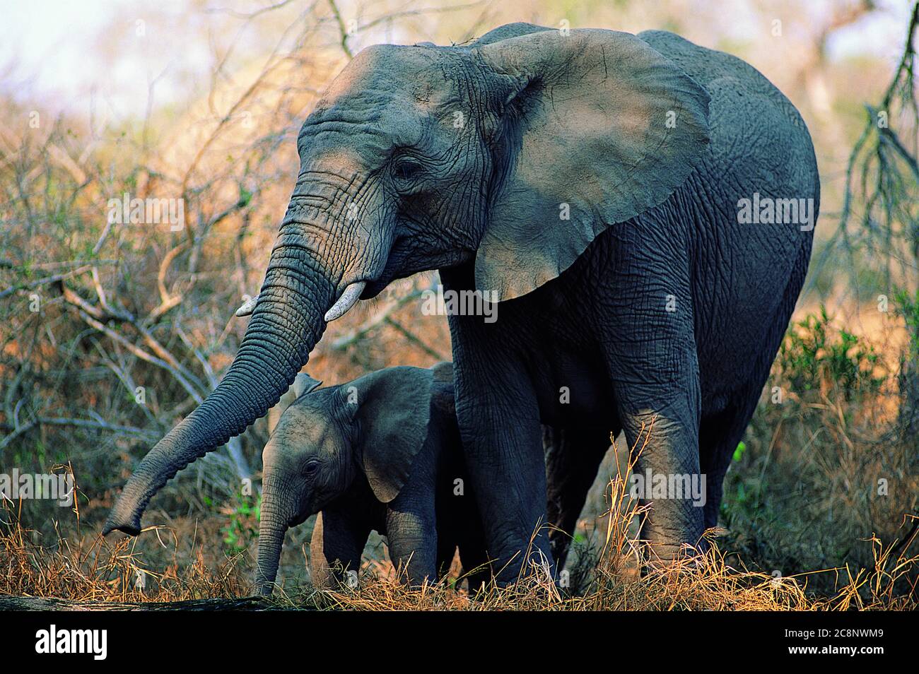 Elephant protecting hi-res stock photography and images - Alamy