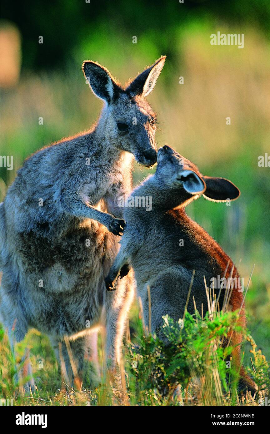 Mother Kangaroo caressing her baby kangaroo while teaching how to live ...