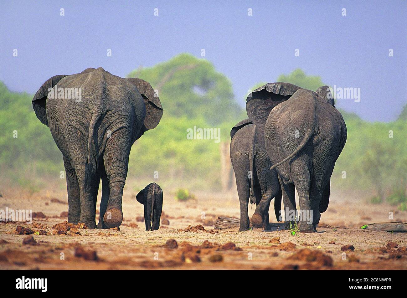 Mother elephant, elephant Herd Protecting the baby elephant Stock Photo ...