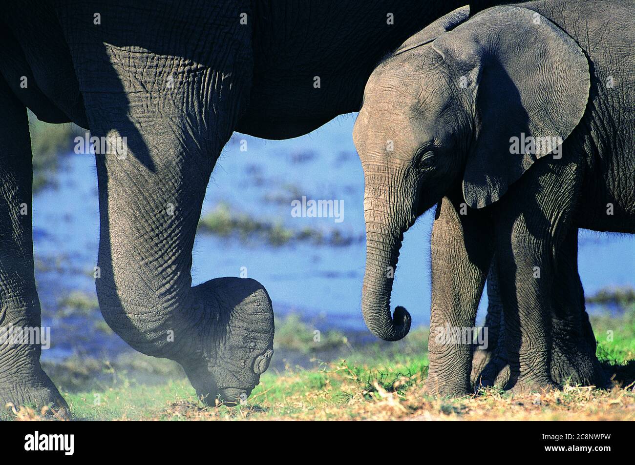 Mother elephant, elephant Herd Protecting the baby elephant Stock Photo ...