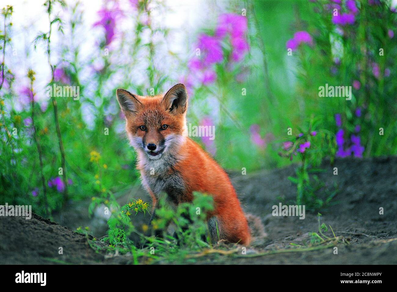 Cute fox poster hi-res stock photography and images - Alamy