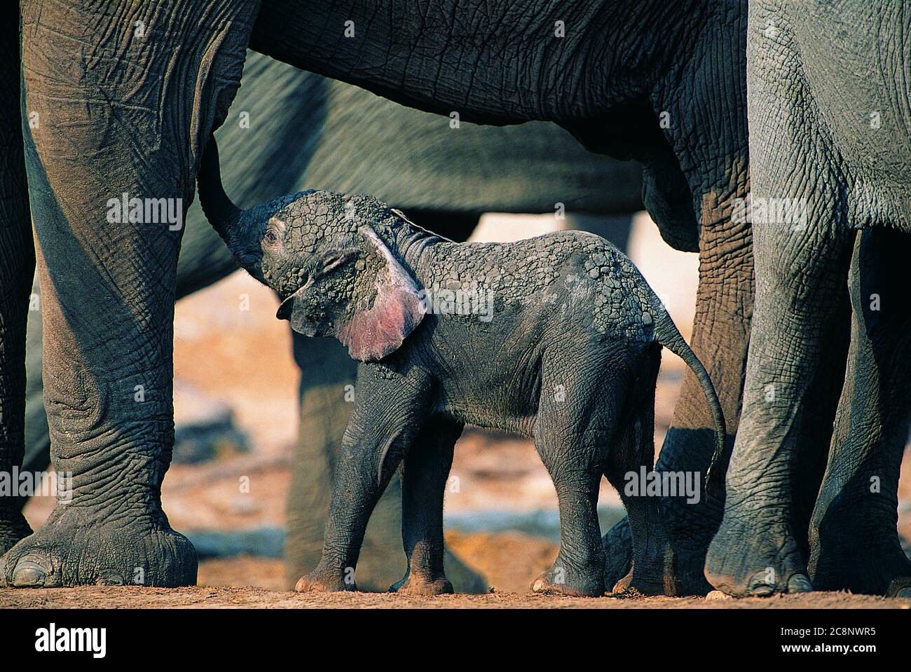 Herd african elephants protecting young hi-res stock photography and ...