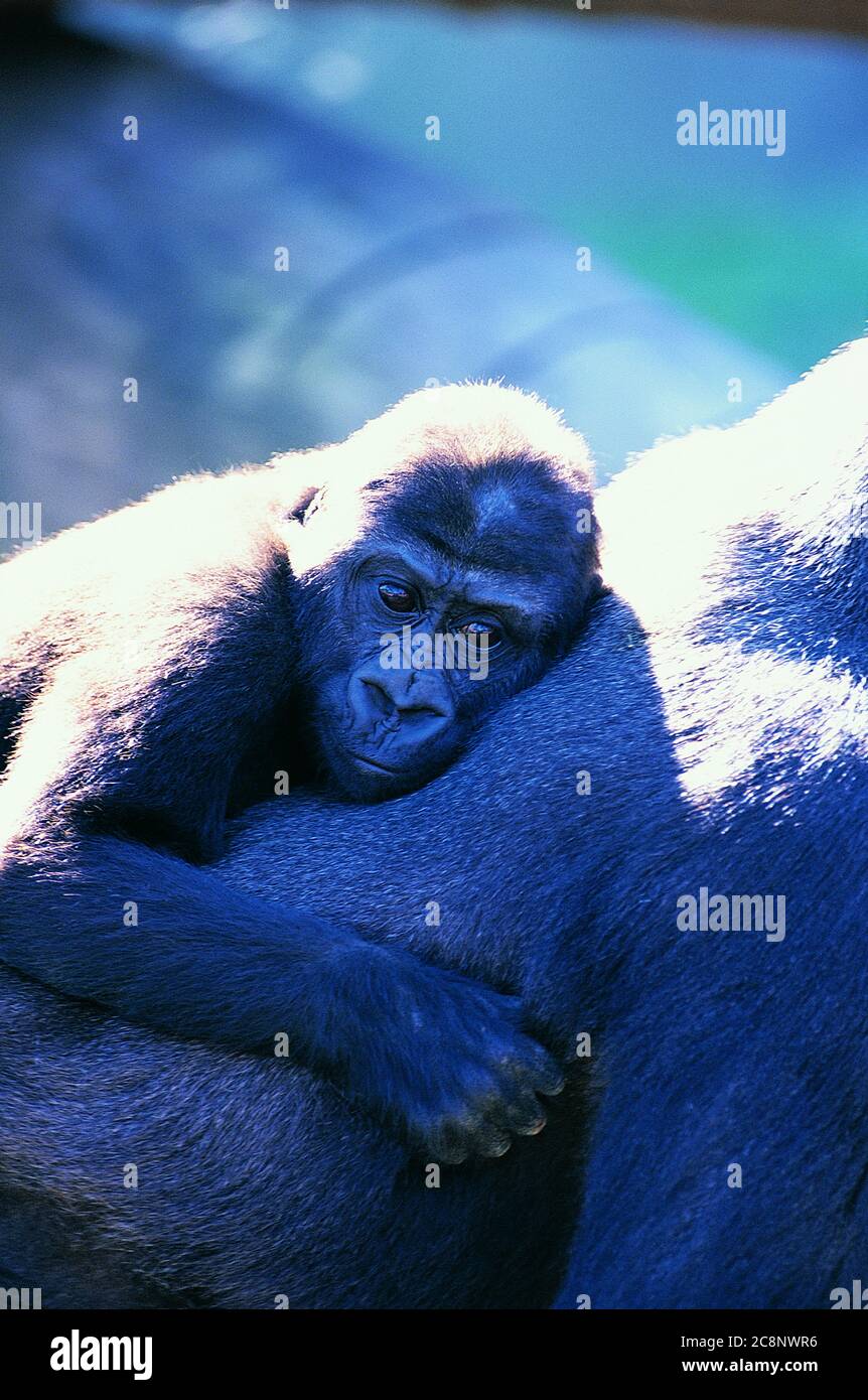Baby gorilla riding on the back of mother gorilla Stock Photo - Alamy