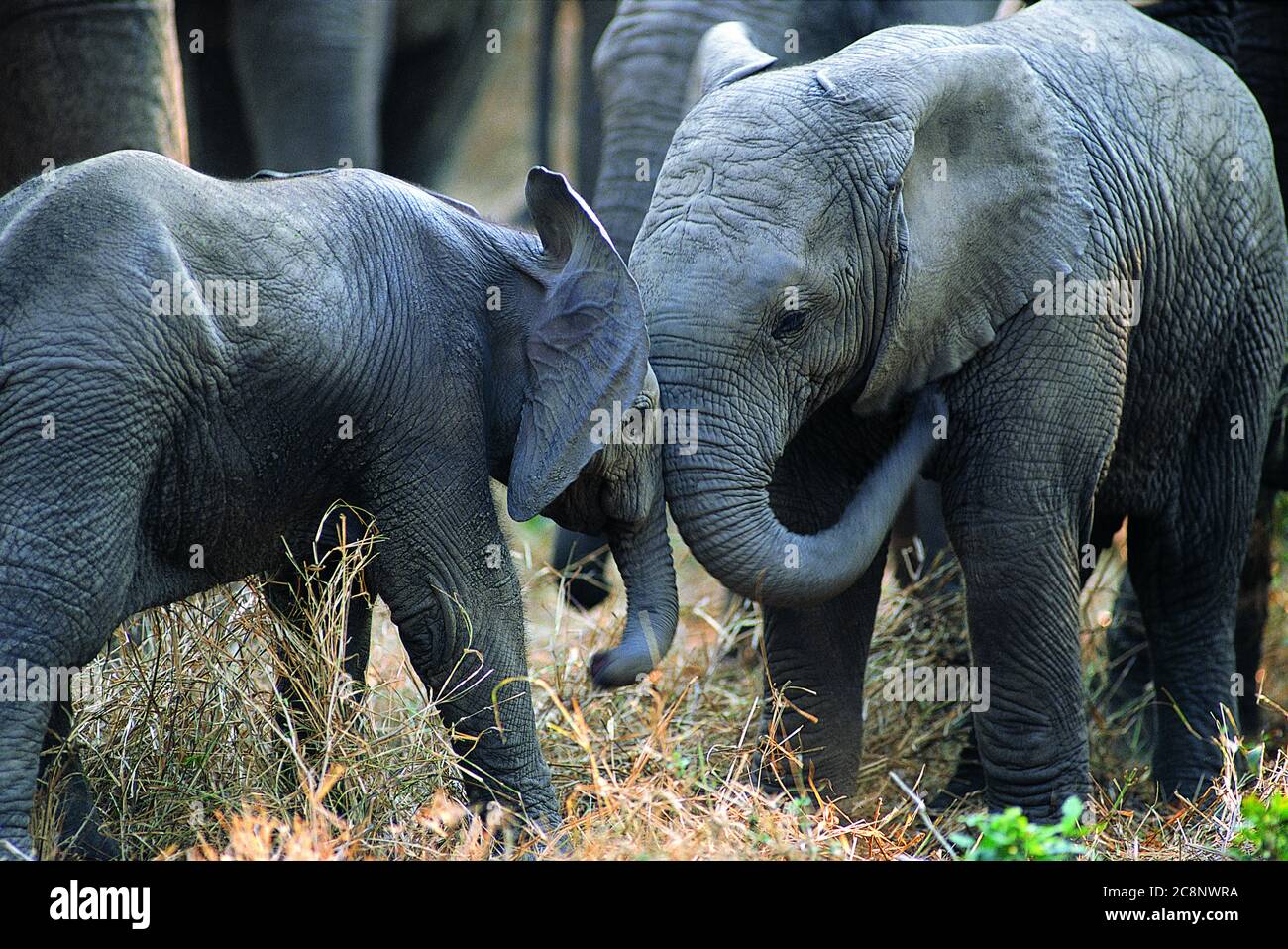 Herd african elephants protecting young hi-res stock photography and ...