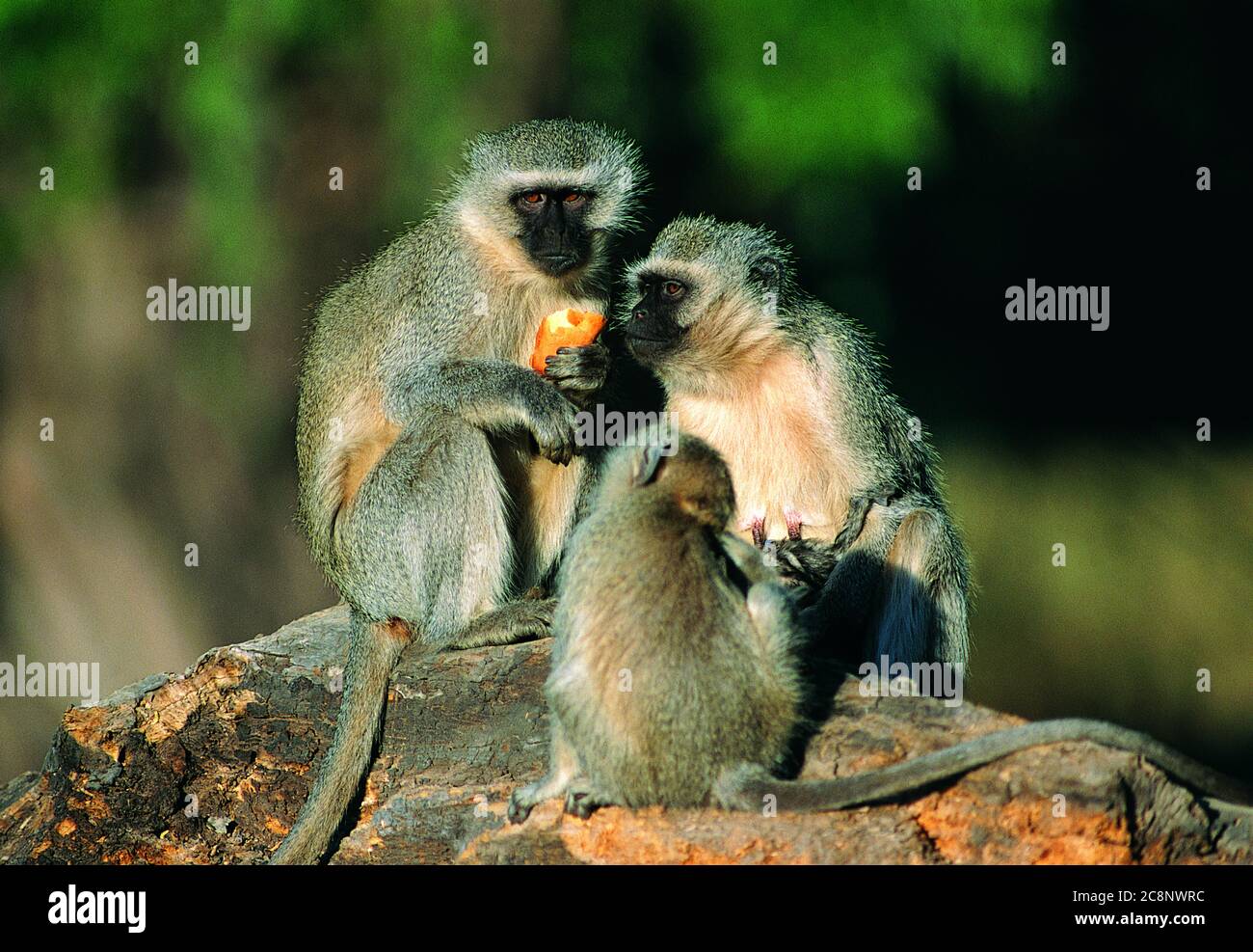 Group Of Monkeys Eating