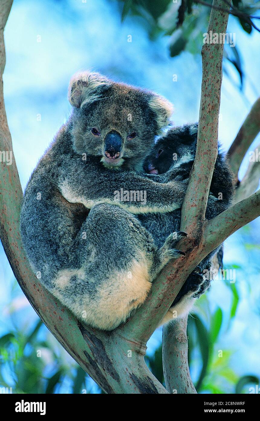 Mother Koala protecting her baby Koala sitting on the branch of a tree ...