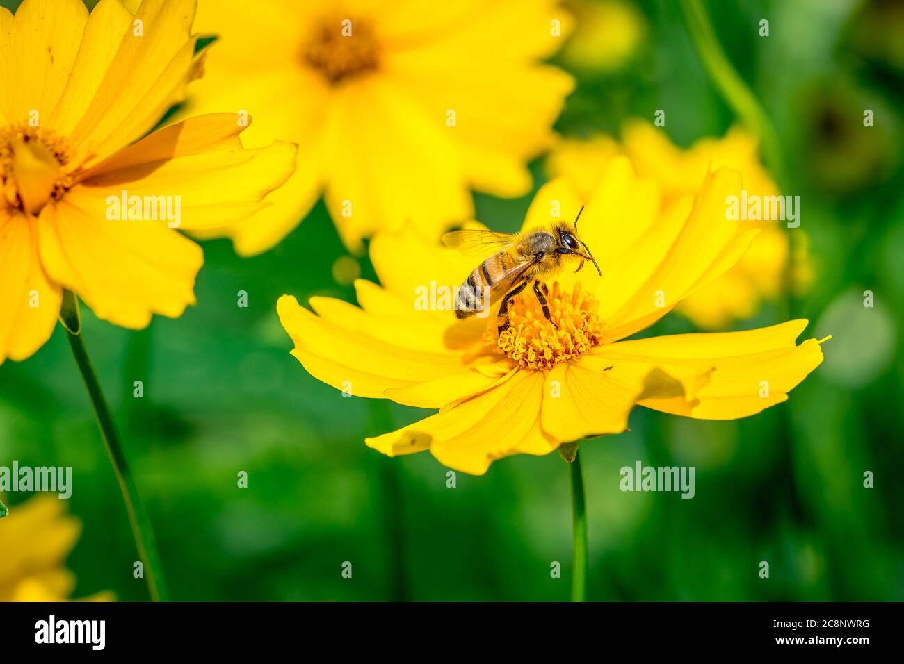 Save our pollinators hi-res stock photography and images - Alamy