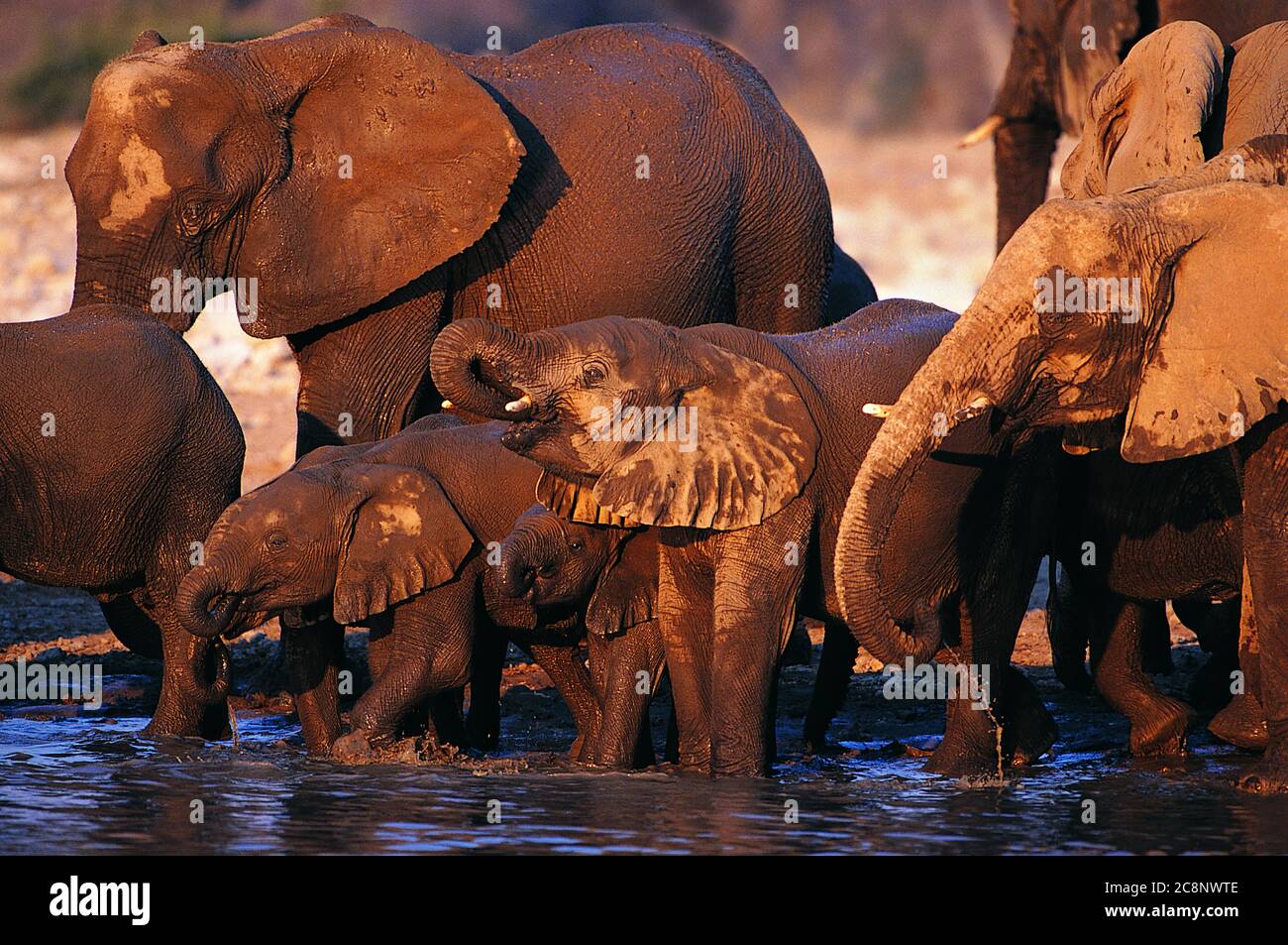 Mother elephant, elephant Herd Protecting the baby elephant Stock Photo ...