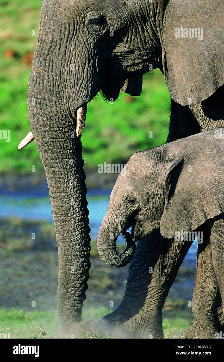 Mother elephant, elephant Herd Protecting the baby elephant Stock Photo ...