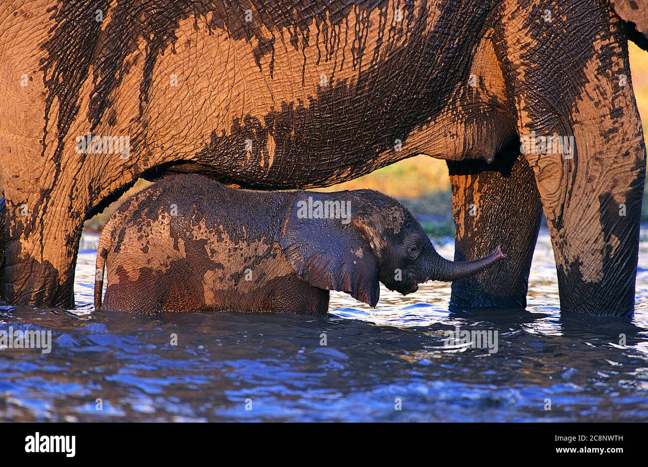 Mother elephant, elephant Herd Protecting the baby elephant Stock Photo ...