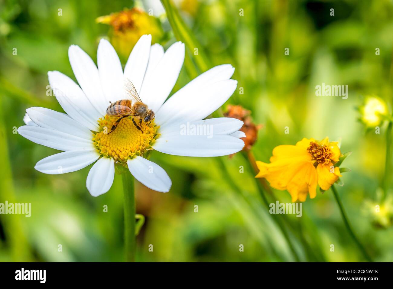 A honey bee collecting pollen from a flower in a garden, playing a ...