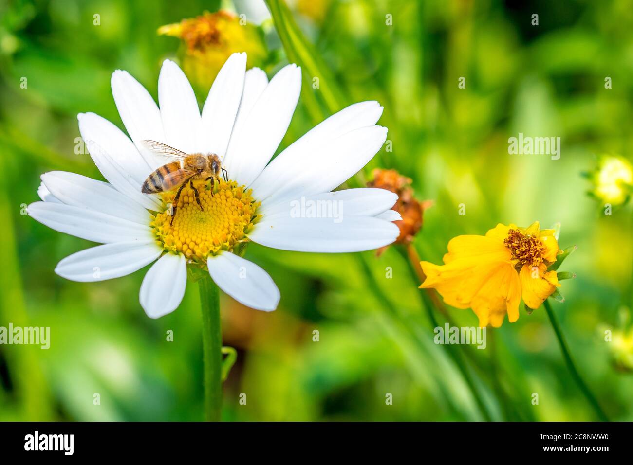 A honey bee collecting pollen from a flower in a garden, playing a ...