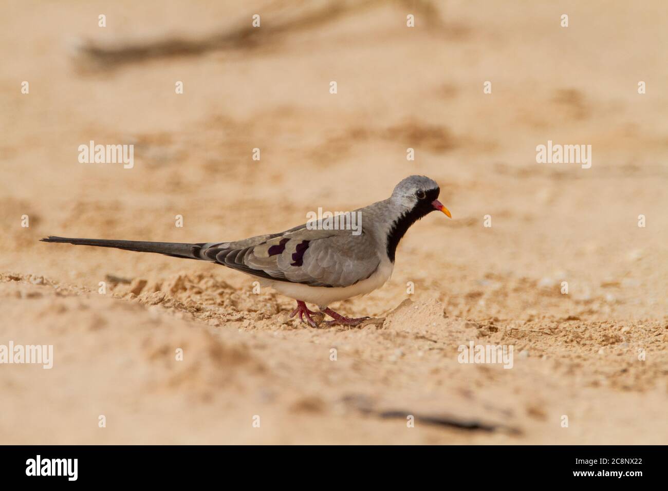 Namaqua dove drinking hi-res stock photography and images - Alamy