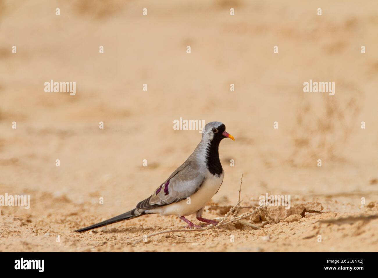 Namaqua dove (Oena capensis Stock Photo - Alamy