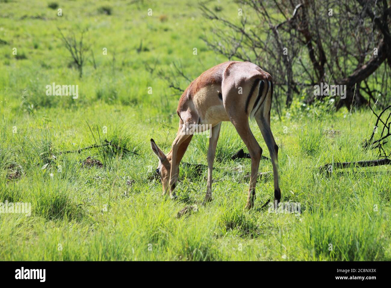 Impala eating grass hi-res stock photography and images - Alamy