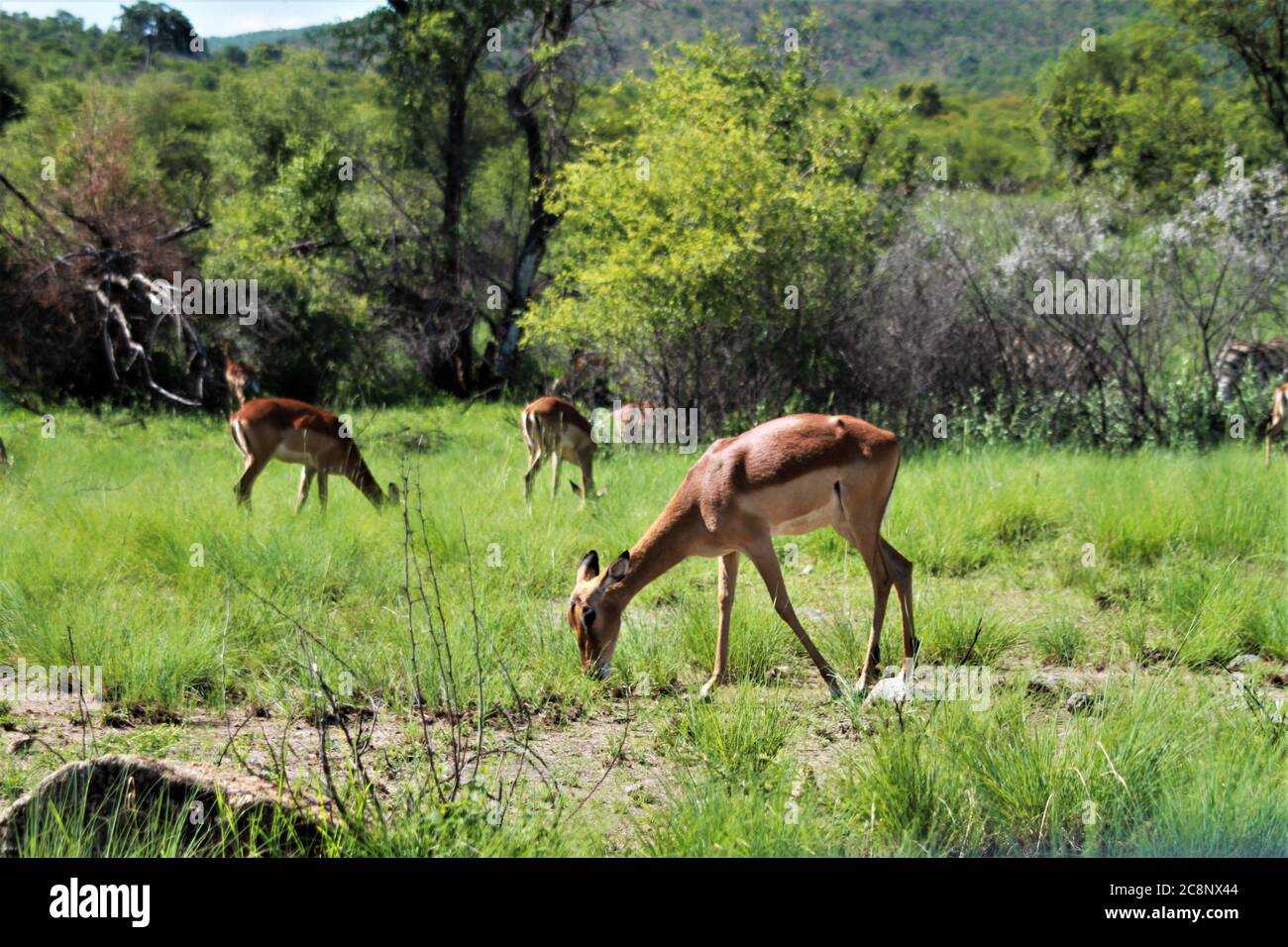 Impala eating grass hi-res stock photography and images - Alamy