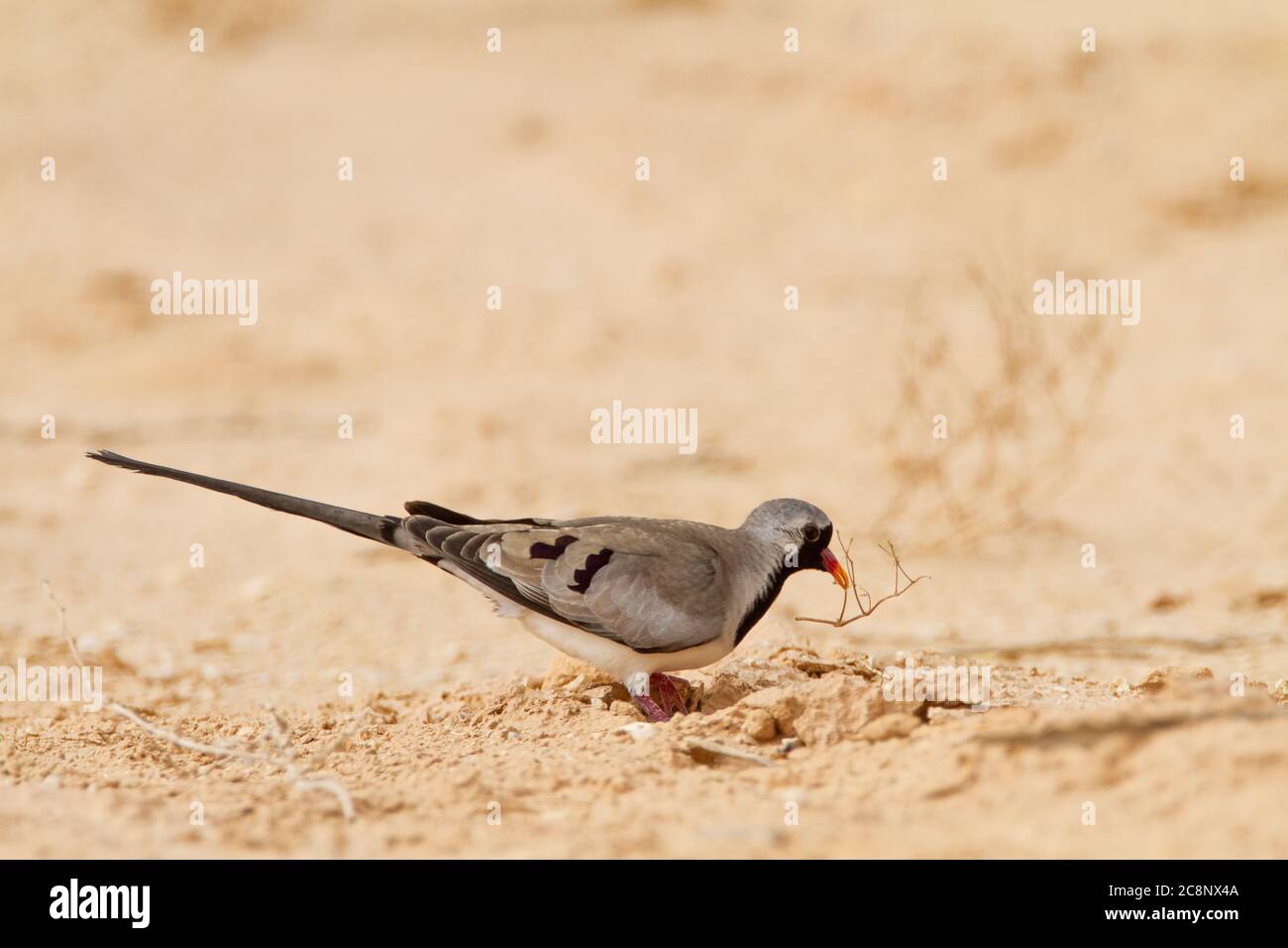 Namaqua dove (Oena capensis Stock Photo - Alamy
